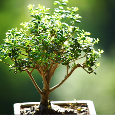 Recommended Tree Types for Flood Areas