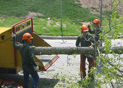 treesofcarolina-safety-first - Trees of Carolina